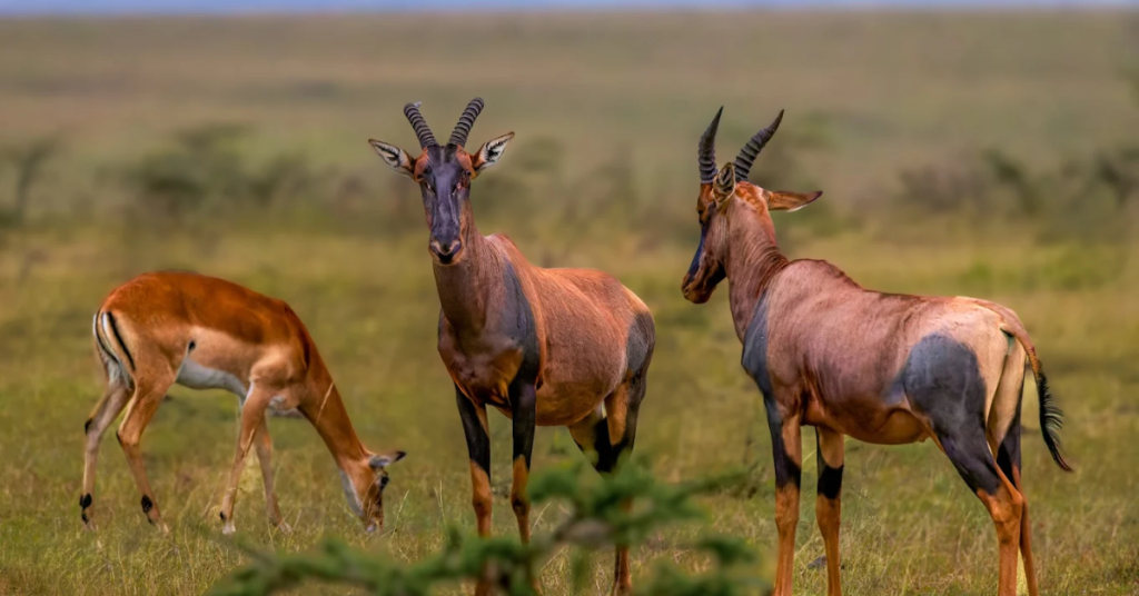 Ultimate Kenya Safari Guide 2026: Parks & Itineraries.